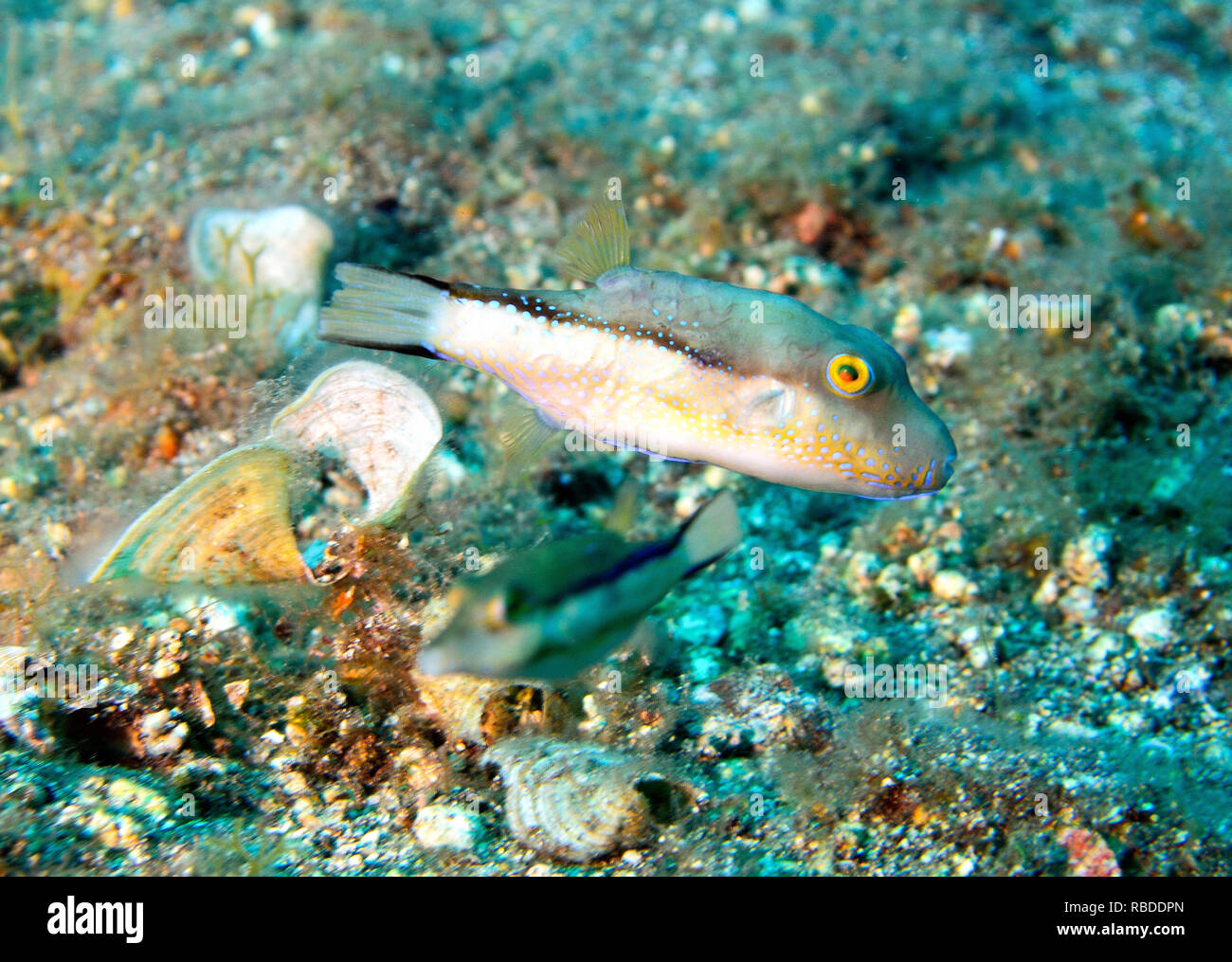 Sharpnose Puffer in Tenerife - Canary Islands Stock Photo - Alamy