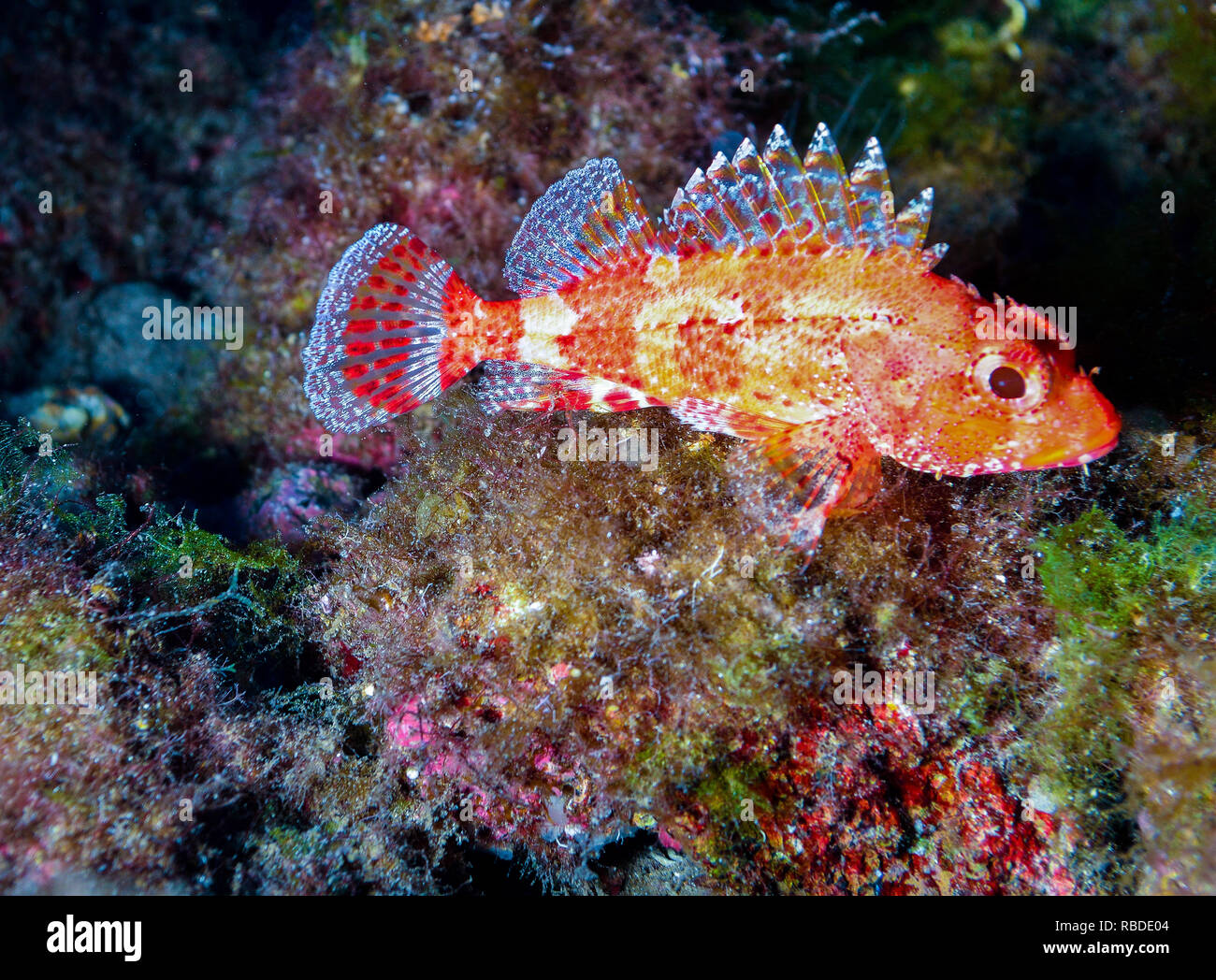 Madeira Rockfish in Tenerife - Canary Islands Stock Photo - Alamy