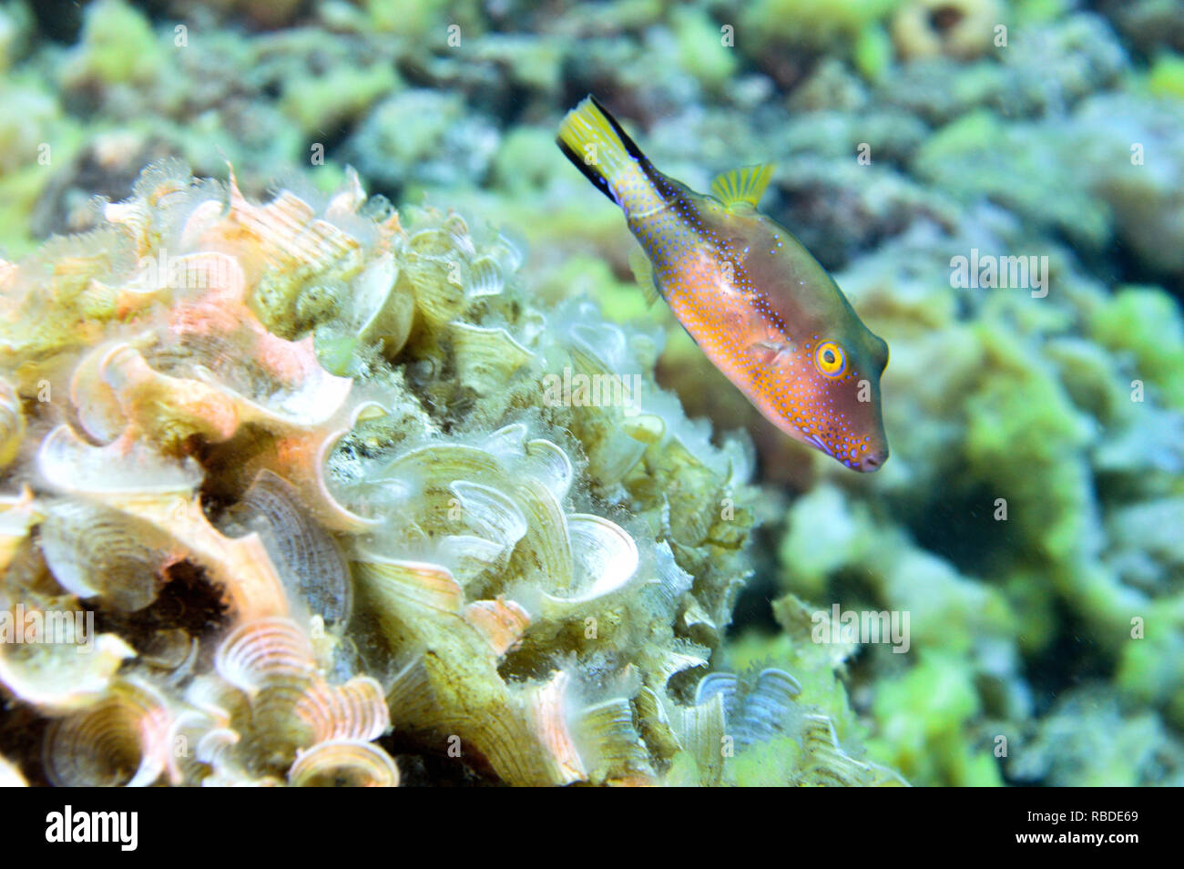 Sharpnose Puffer in Tenerife - Canary Islands Stock Photo - Alamy