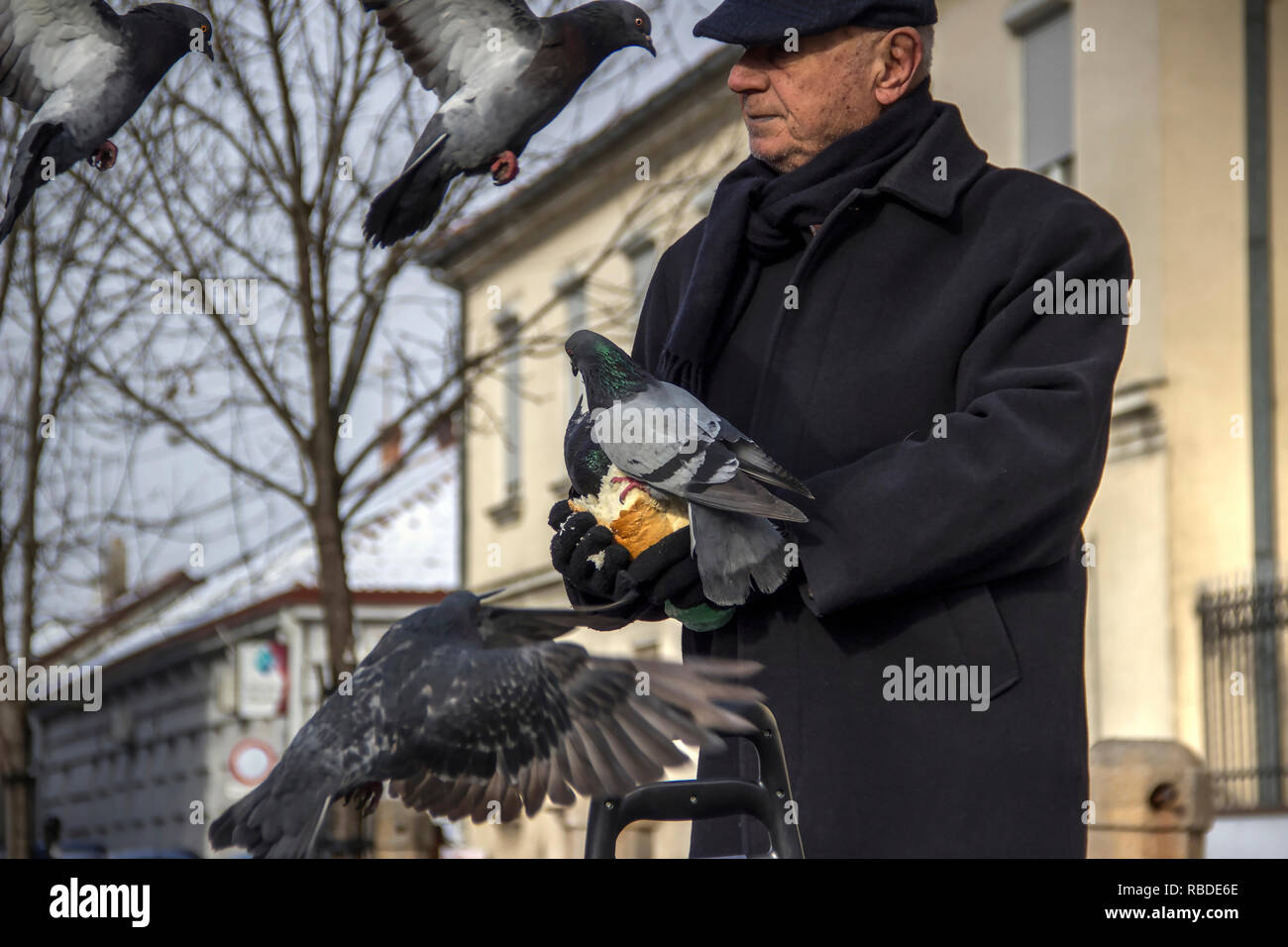 Belgrade serbia pigeon hi-res stock photography and images - Alamy