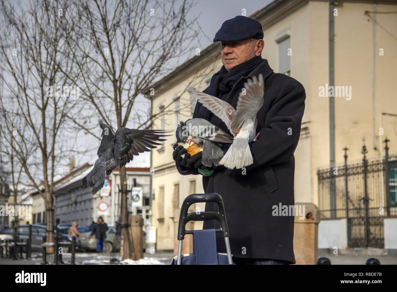 Belgrade serbia pigeon hi-res stock photography and images - Alamy