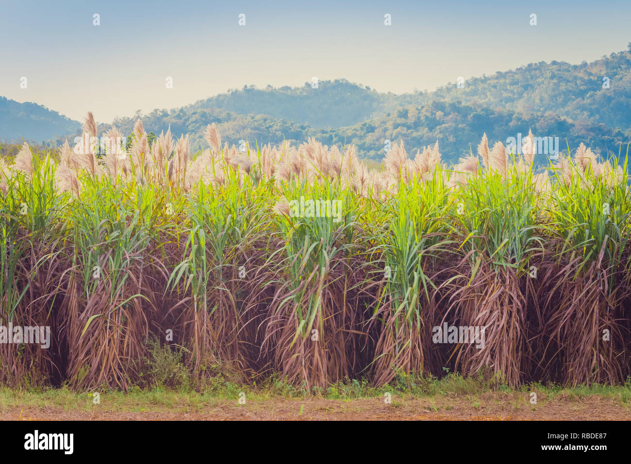 Scenery of Sugar-cane flower to the breeze just prior to harvest in ...