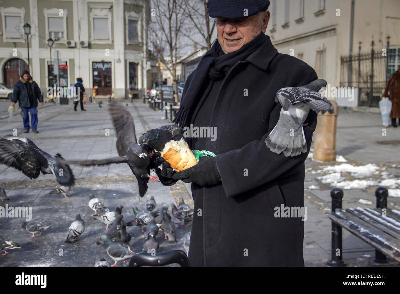 Belgrade, Serbia, Jan 2019 - Elderly gentleman, bird lover, feeding ...