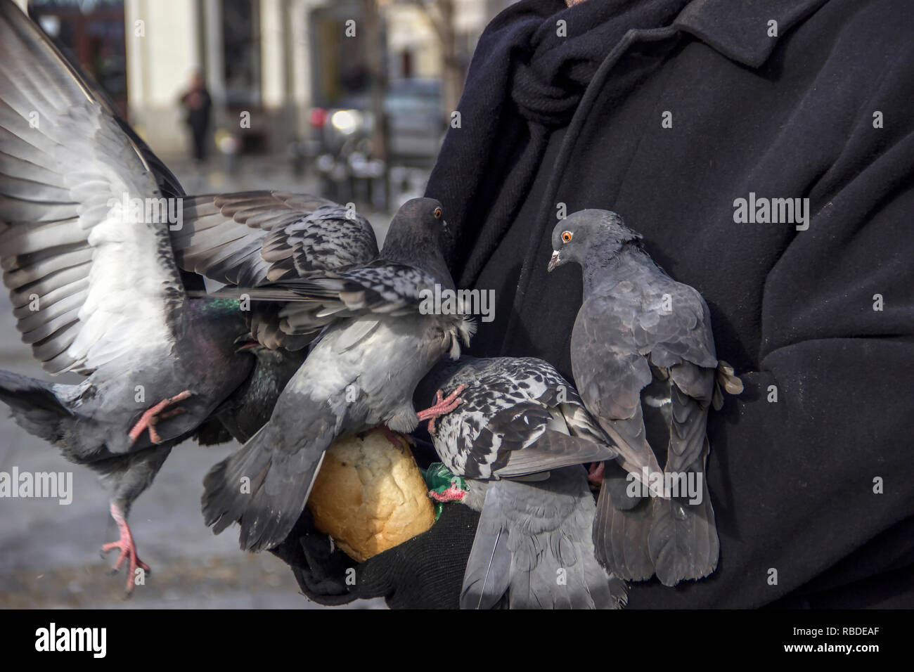 Belgrade, Serbia, Jan 2019 - Elderly gentleman, bird lover, feeding ...