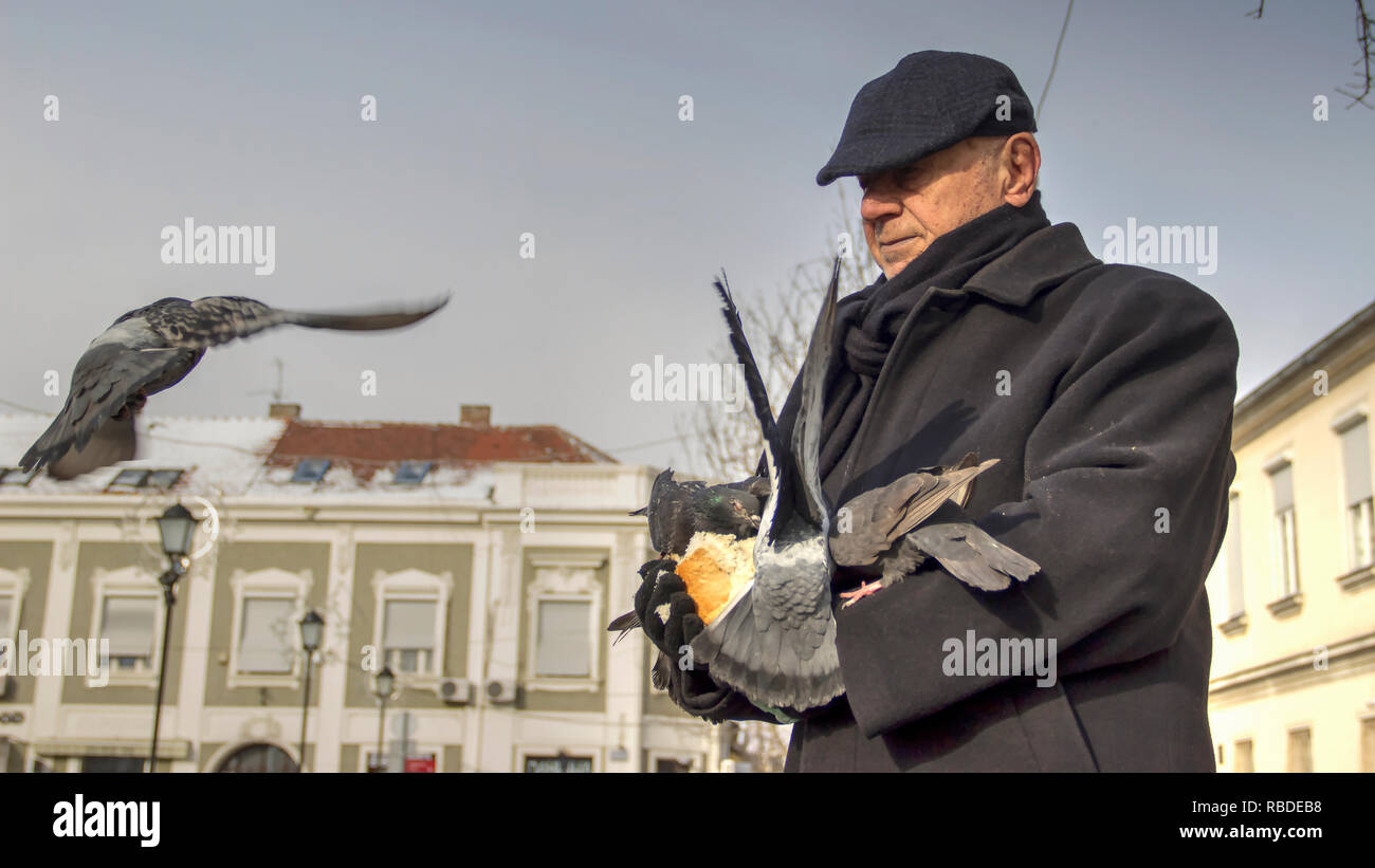 Belgrade serbia pigeon hi-res stock photography and images - Alamy