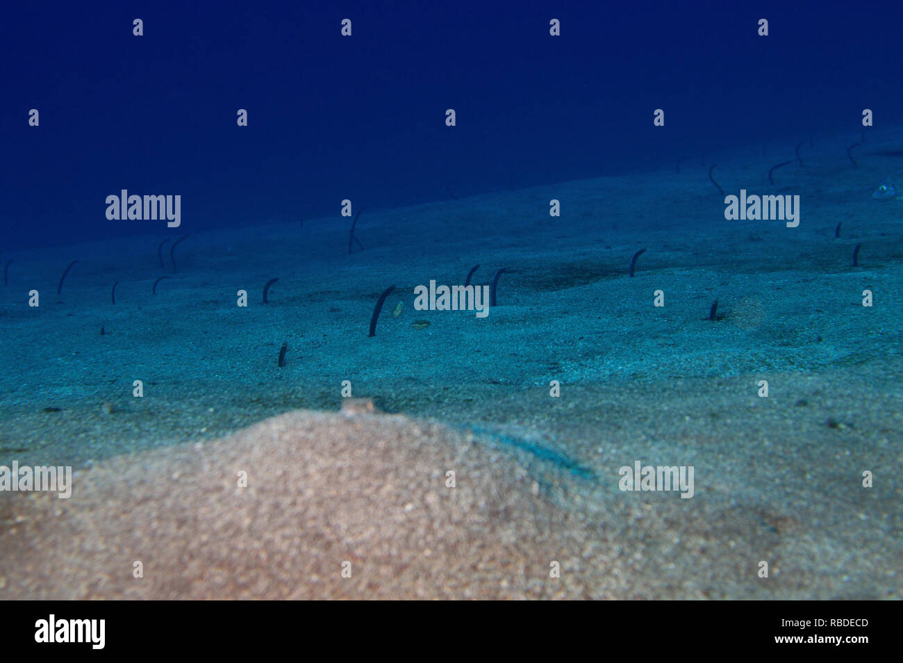 Brown Garden Eels in Tenerife - Canary Islands Stock Photo - Alamy