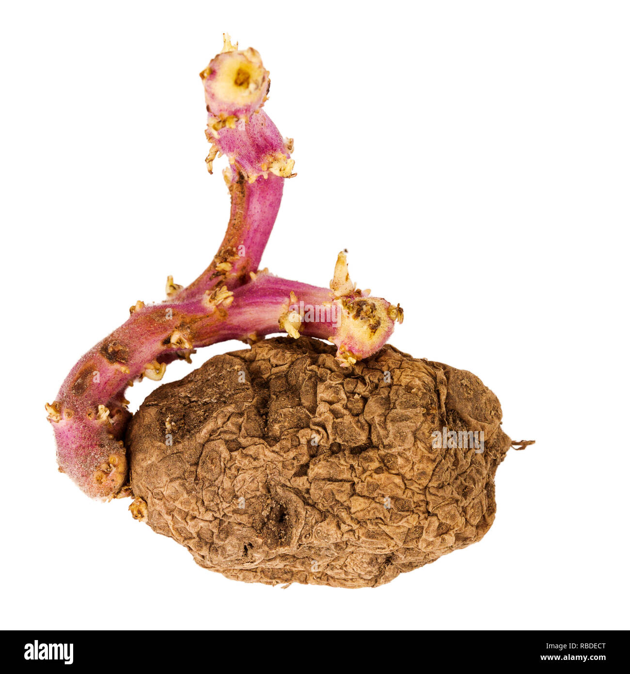Old germinated pink potato isolated on white background. Big sprouts ...
