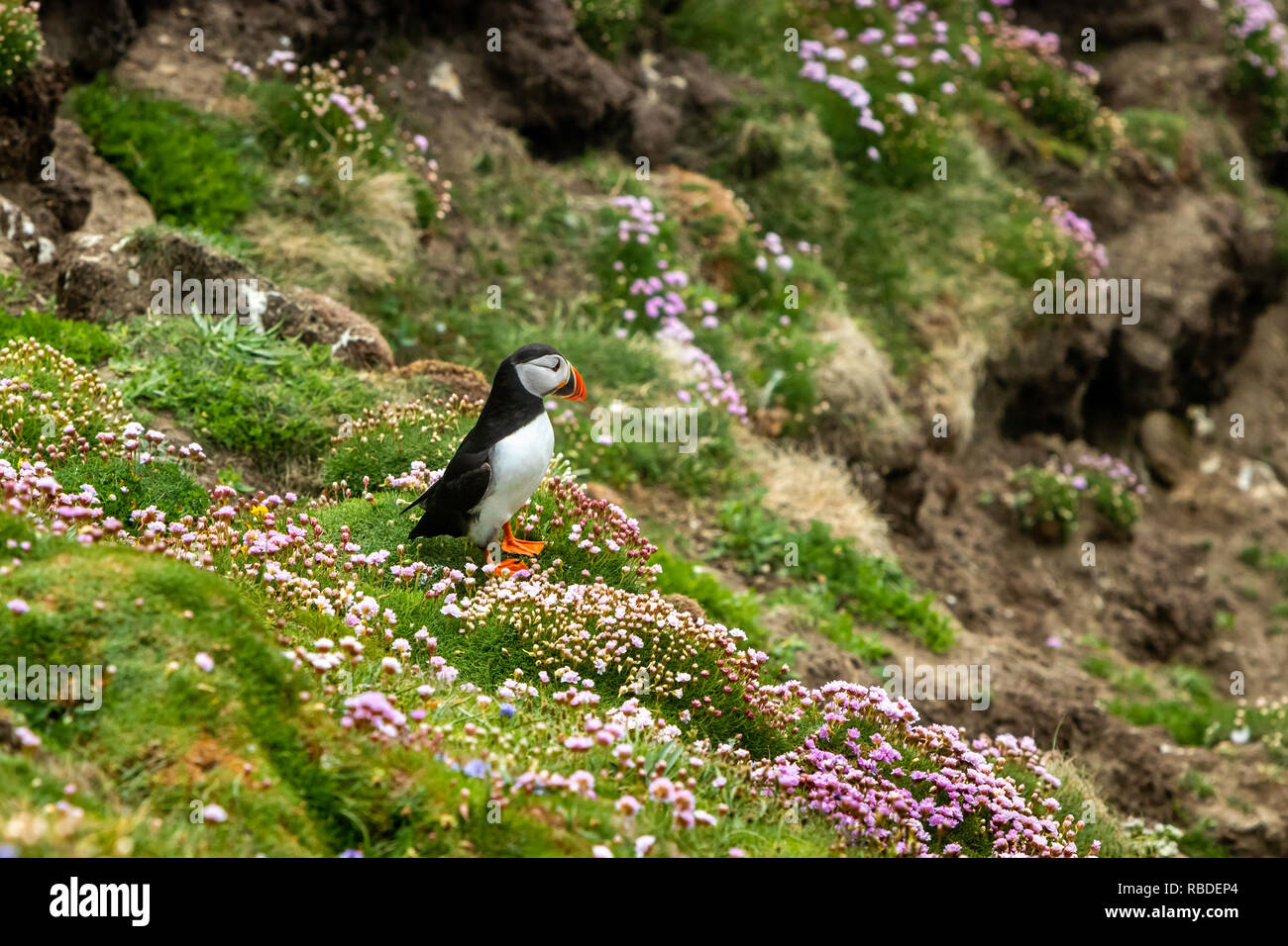 The Atlantic puffin seabird at Sumburgh Head near Lerwick, Shetland ...
