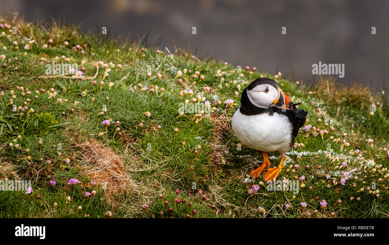 The Atlantic puffin seabird at Sumburgh Head near Lerwick, Shetland ...