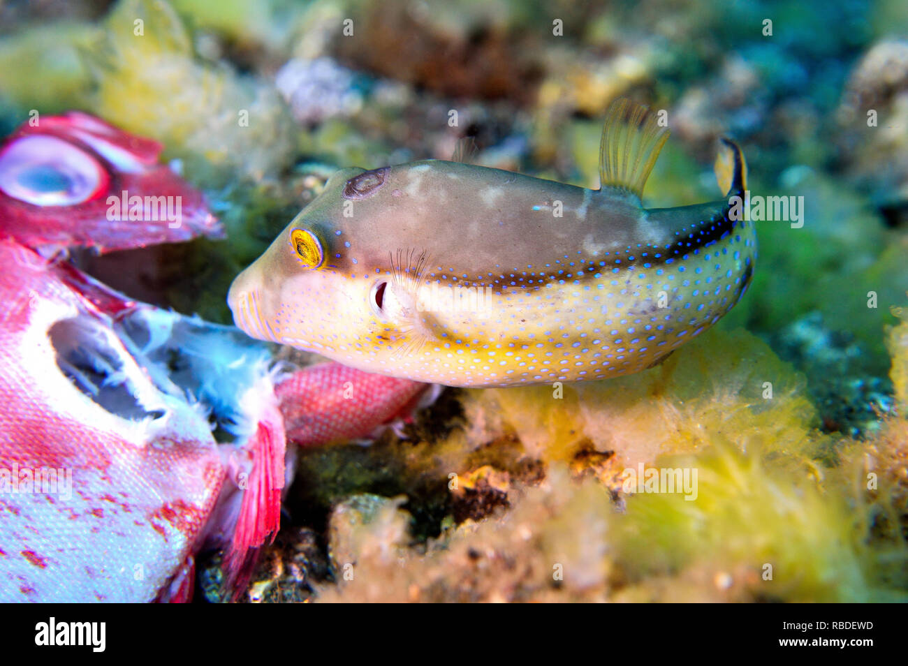 Sharpnose Puffer in Tenerife - Canary Islands Stock Photo - Alamy