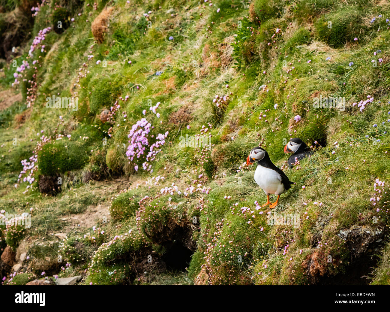 The Atlantic puffin seabird at Sumburgh Head near Lerwick, Shetland ...