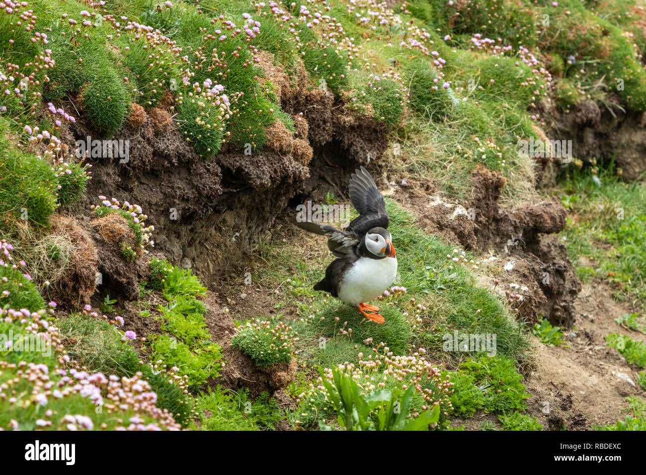 The Atlantic puffin seabird at Sumburgh Head near Lerwick, Shetland ...