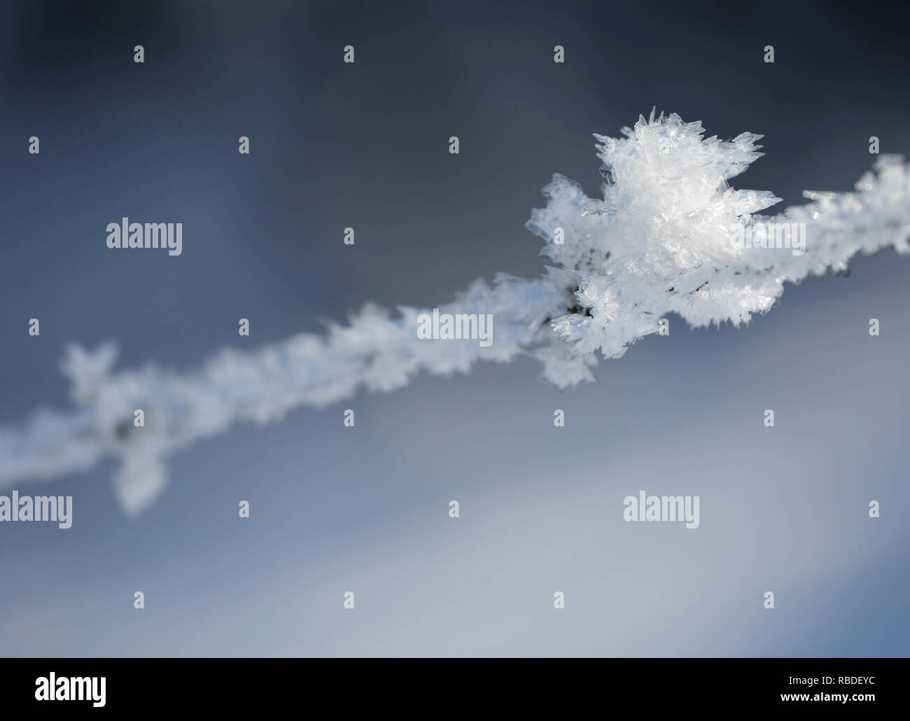 Glittering ice crystals on a barbed wire fence after a freezing night ...