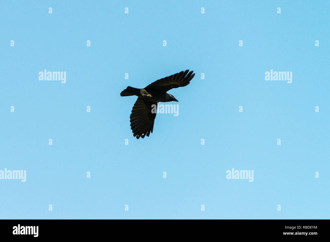 A jackdaw (Coloeus monedula) in flight in a clear blue winter sky Stock ...