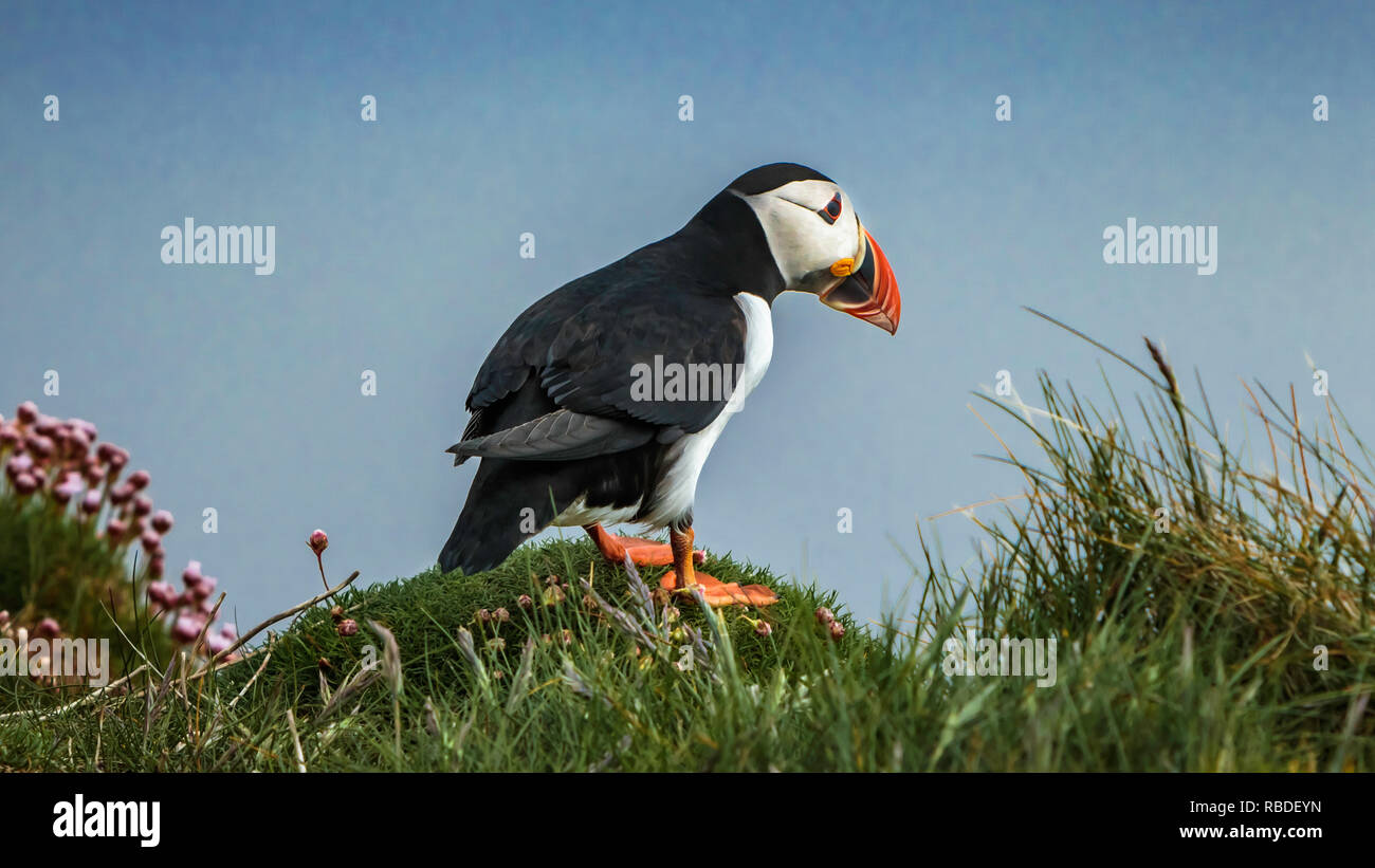 The Atlantic puffin seabird at Sumburgh Head near Lerwick, Shetland ...