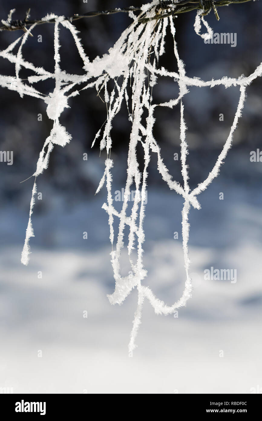 Frozen plant threads hanging on barbed wire with glittering snow ...