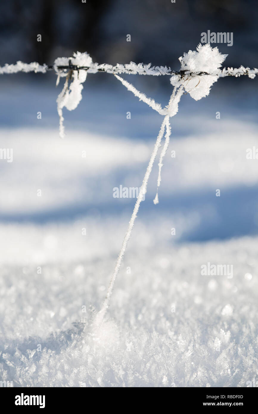 Frozen barbed wire hi-res stock photography and images - Alamy