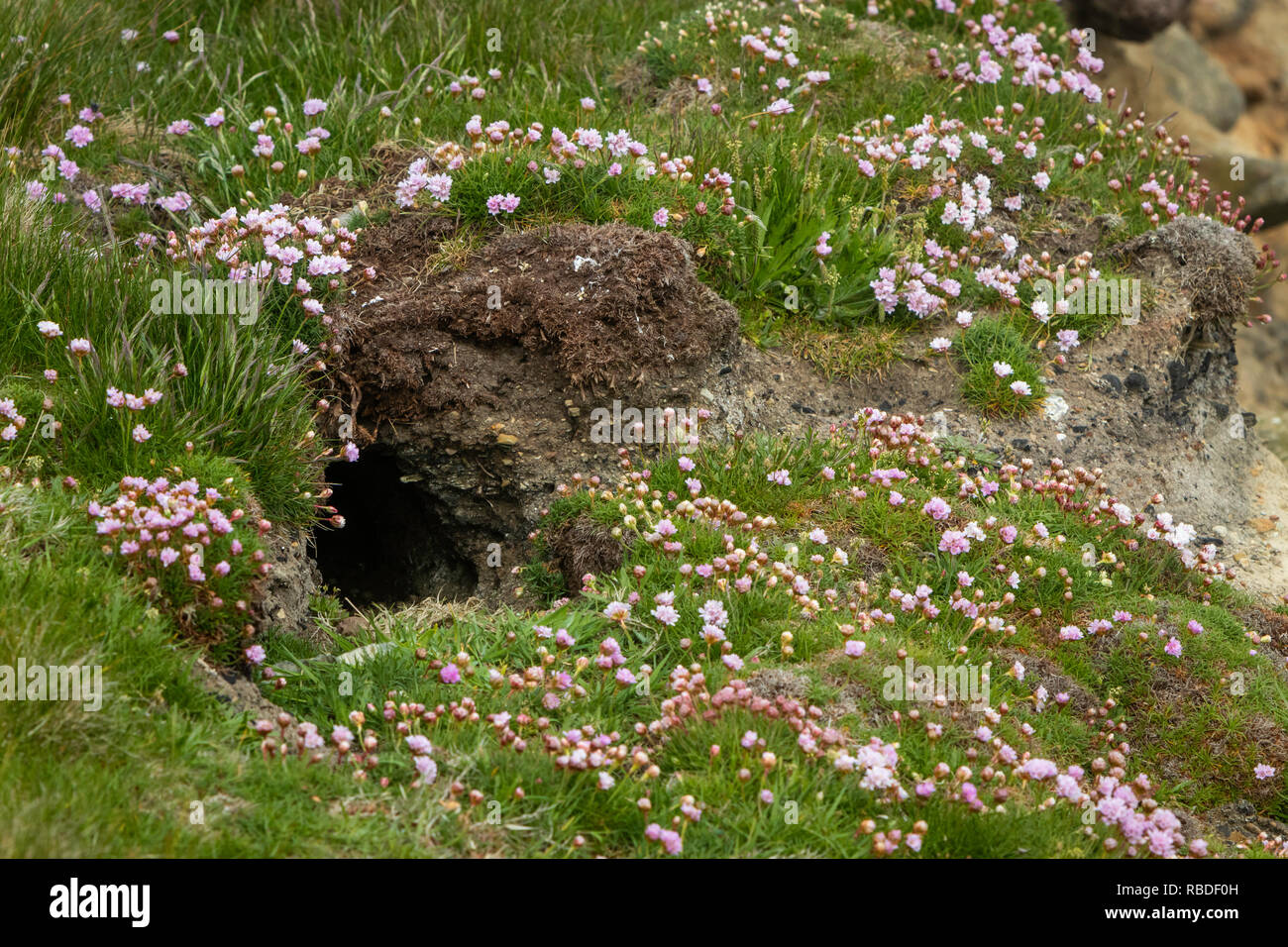 An Atlantic Puffin burrow in the cliffs of Sumburgh Head near Lerwick ...