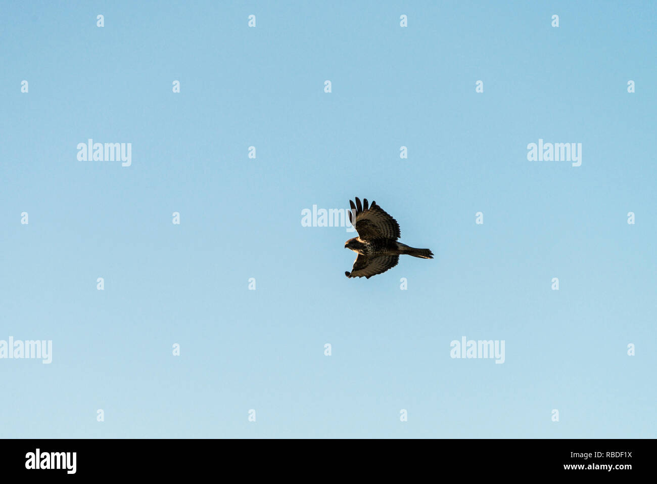 A common buzzard (Buteo buteo) in flight Stock Photo - Alamy