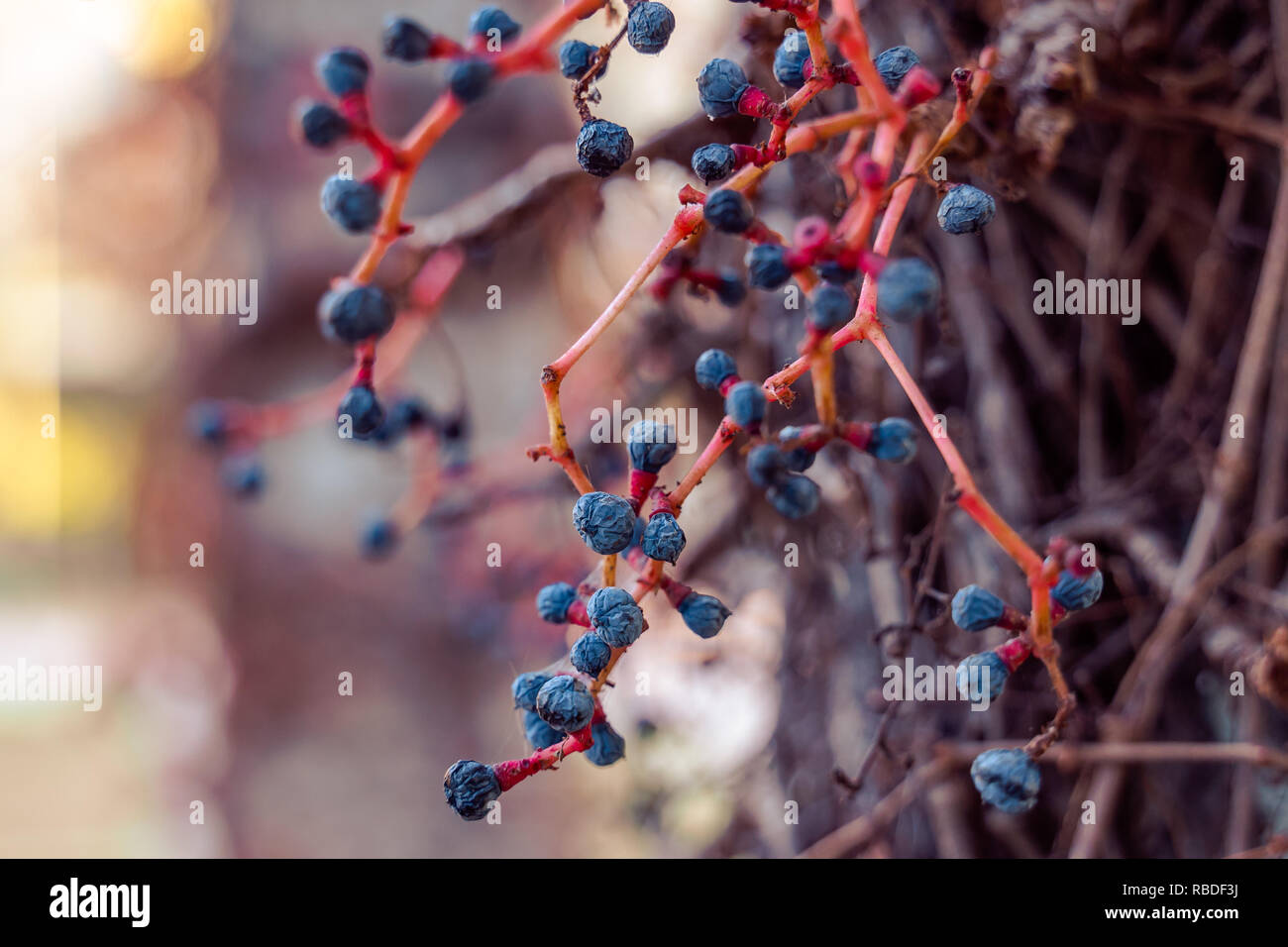 Virginia creeper berries hi-res stock photography and images - Alamy