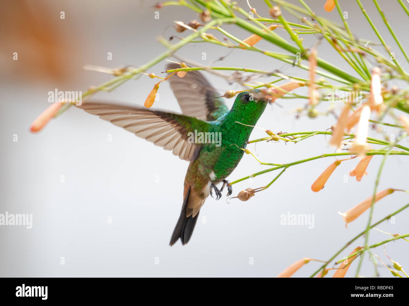 Juvenile Copper-rumped hummingbird feeding on the Antigua Heat flower ...