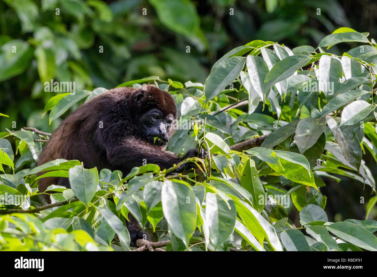 Spider monkey tortuguero costa rica hi-res stock photography and images ...