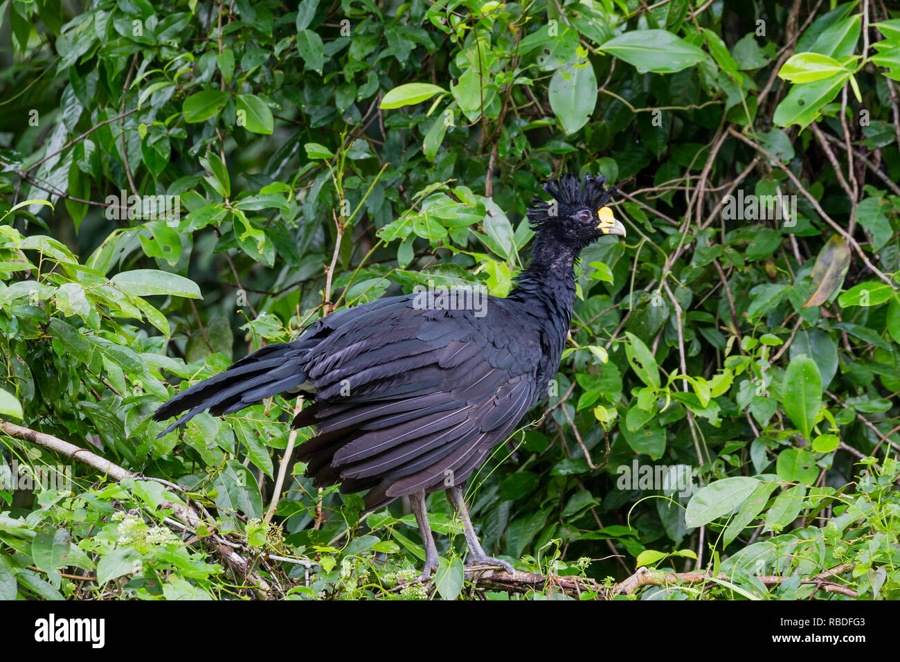 Great Curassow, Tortuguero National Park, Costa Rica Stock Photo - Alamy