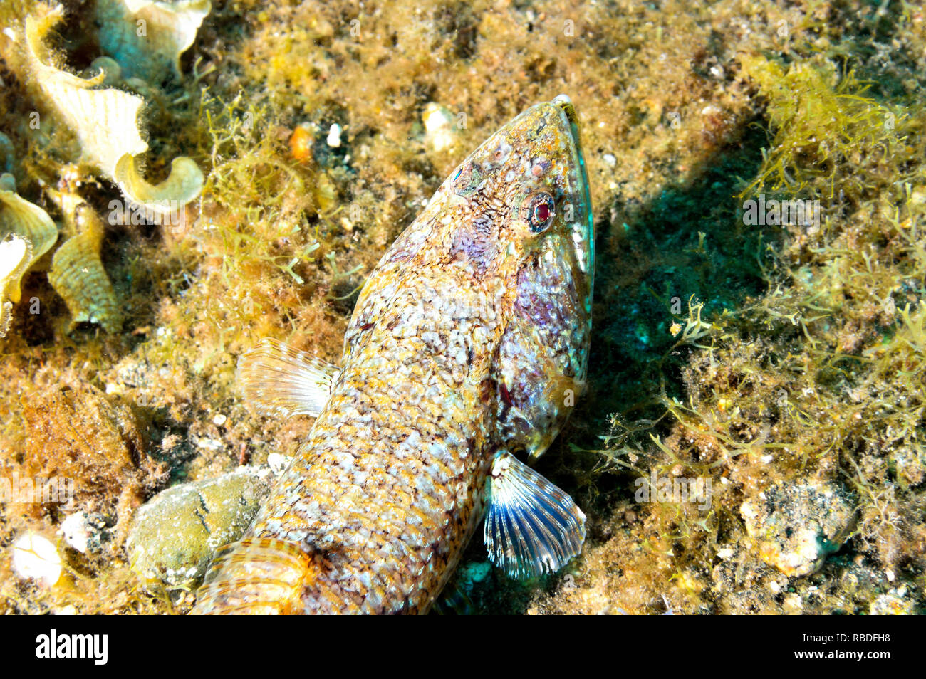 Atlantic Lizardfish in Tenerife - Canary Islands Stock Photo - Alamy