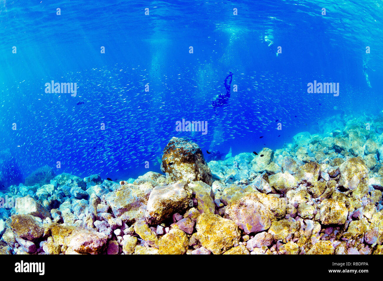 Scuba Diving in Tenerife - Canary Islands Stock Photo - Alamy