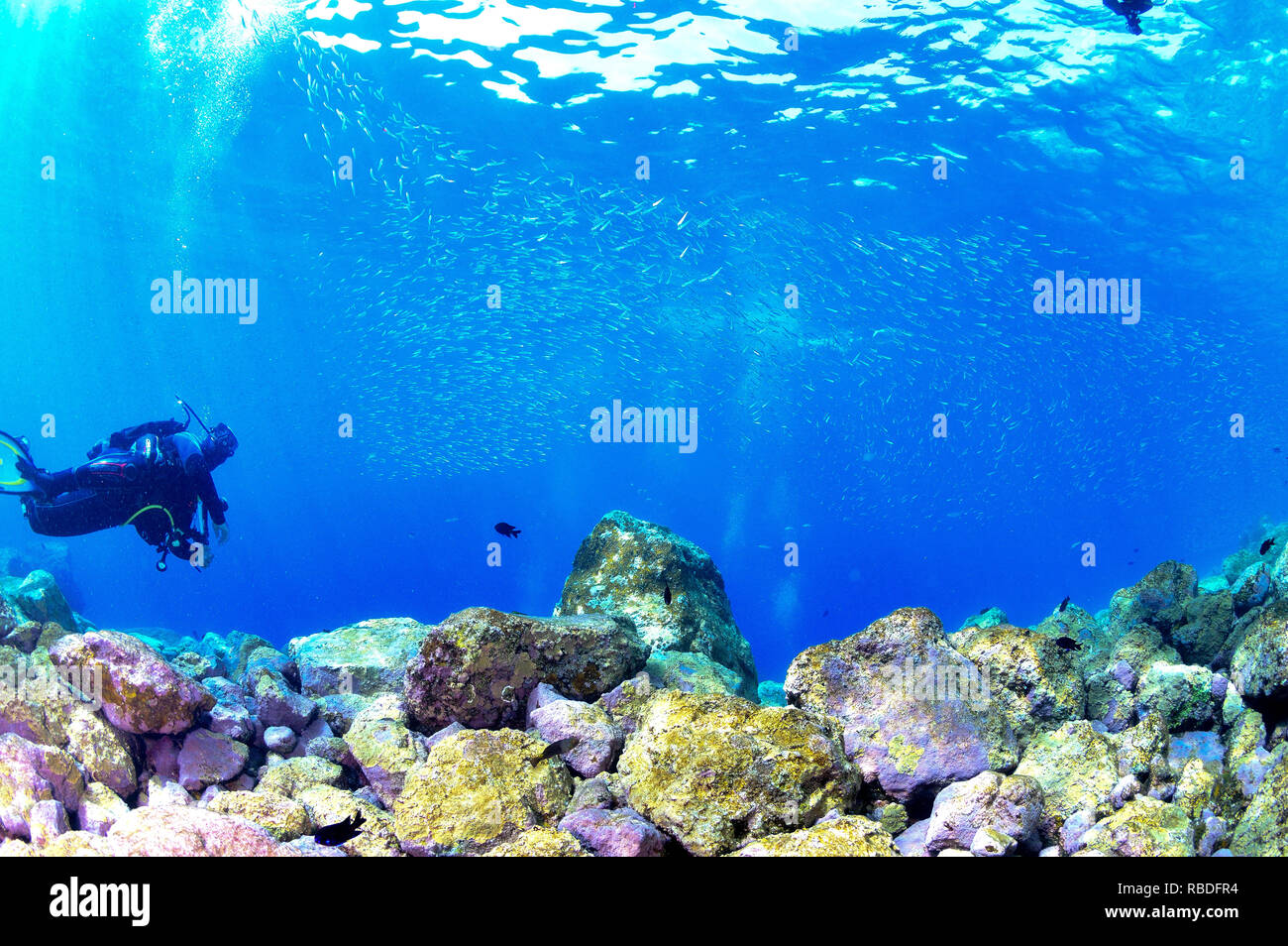 Scuba Diving in Tenerife - Canary Islands Stock Photo - Alamy