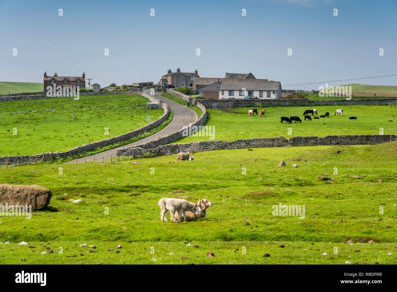 Sheep grazing in the pasture at a small village in the countryside near Lerwick, Shetland ...