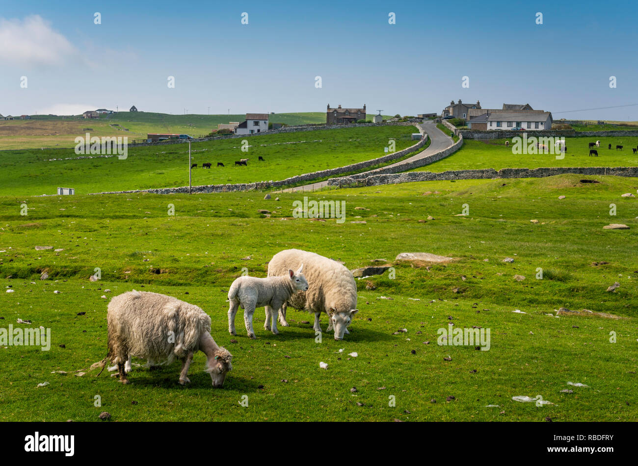 Sheep grazing scotland hi-res stock photography and images - Alamy