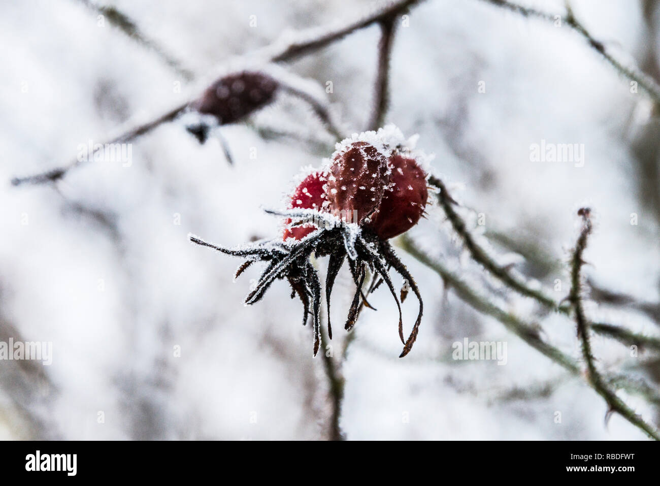 Rose hips covered in a winter frost Stock Photo - Alamy