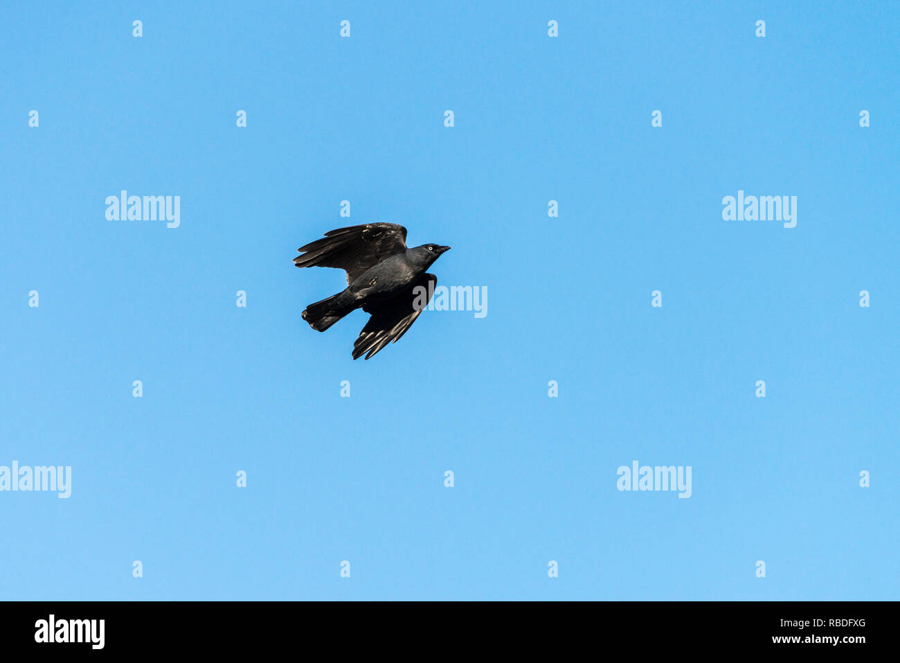A jackdaw (Coloeus monedula) in flight in a clear blue winter sky Stock ...