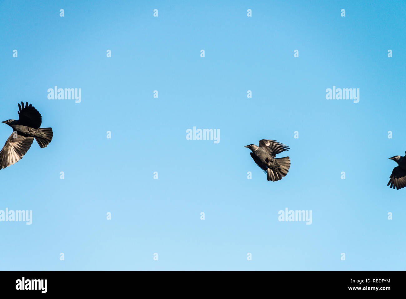 Three jackdaws (Coloeus monedula) in flight in a clear blue winter sky ...