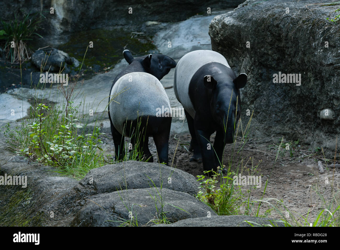 Malayan tapir wild hi-res stock photography and images - Alamy