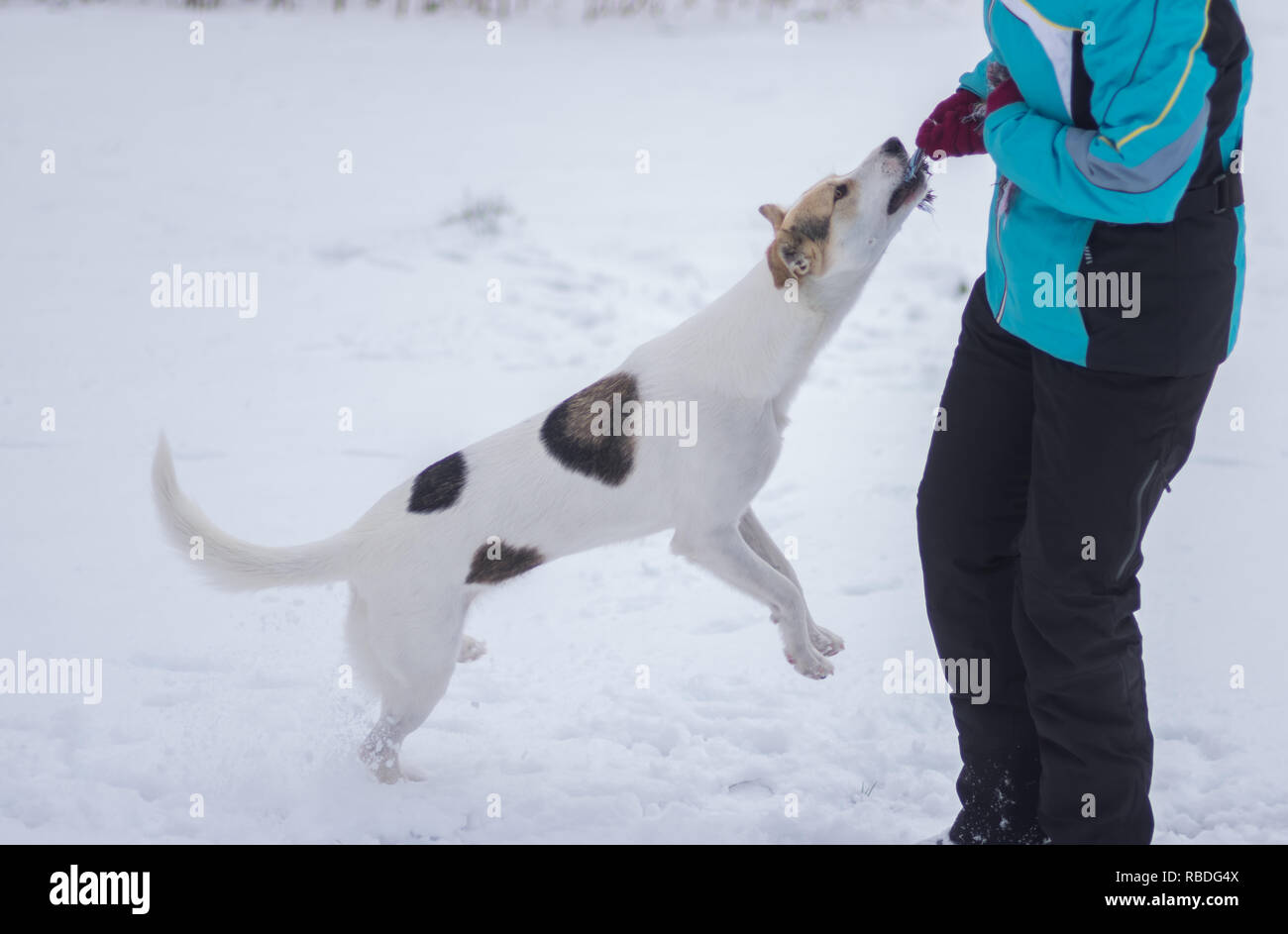 Master playing with mixed breed dog trying to pull out rope from the ...