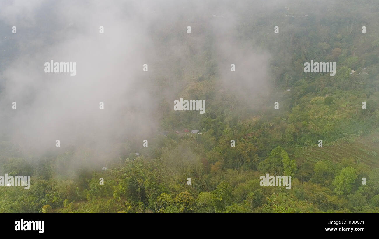 agricultural land, farmlands in rainforest covered clouds, fields with ...