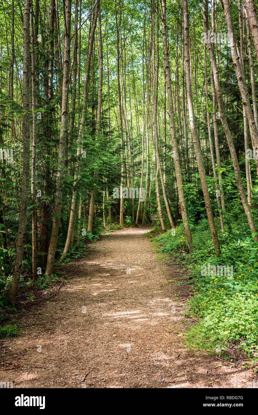 Hiking trail near Seattle, Washington Stock Photo - Alamy