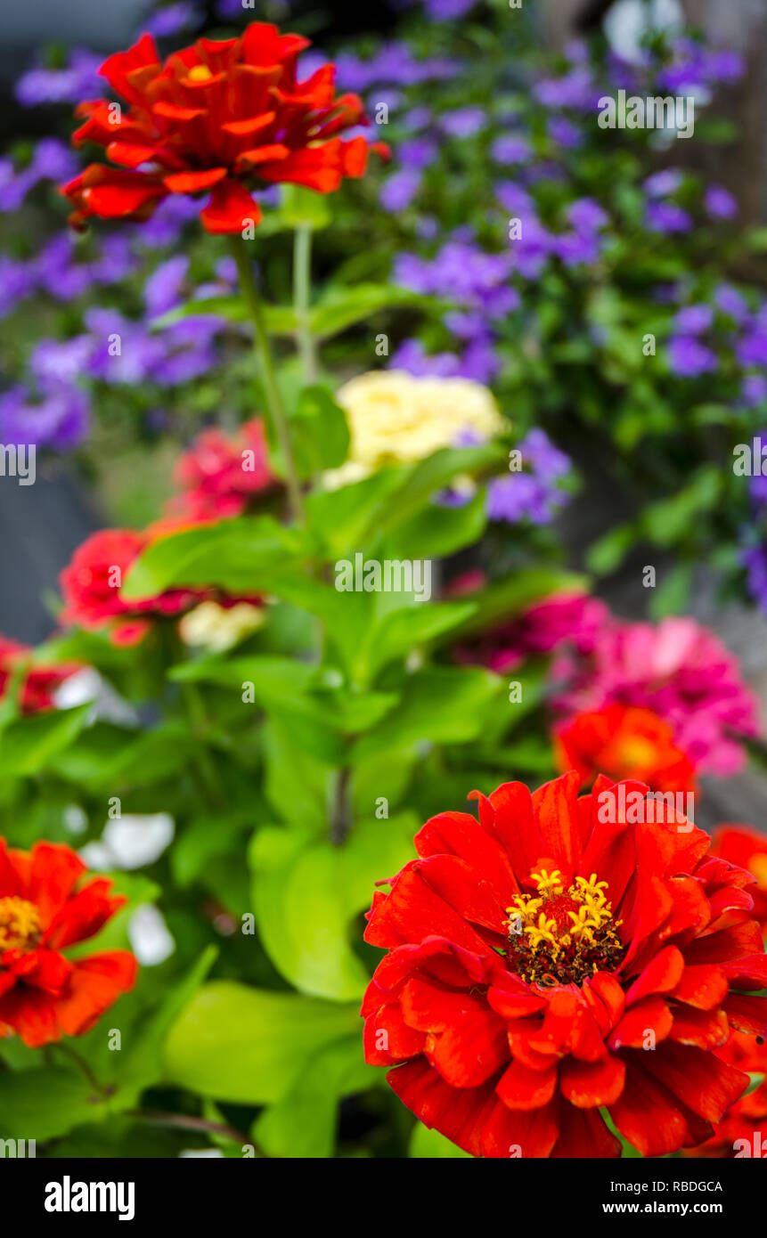Flower patch hi-res stock photography and images - Alamy
