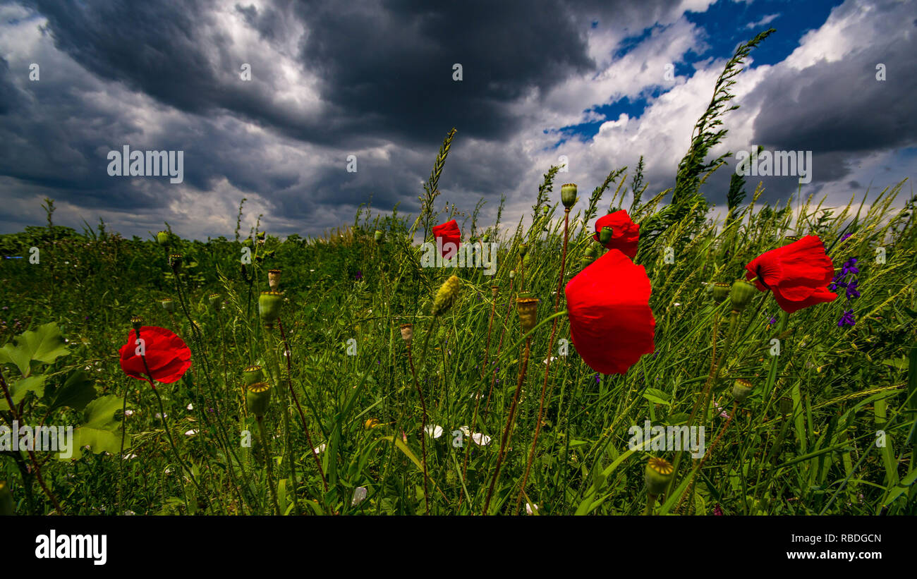 Green field red flowers storm hi-res stock photography and images - Alamy