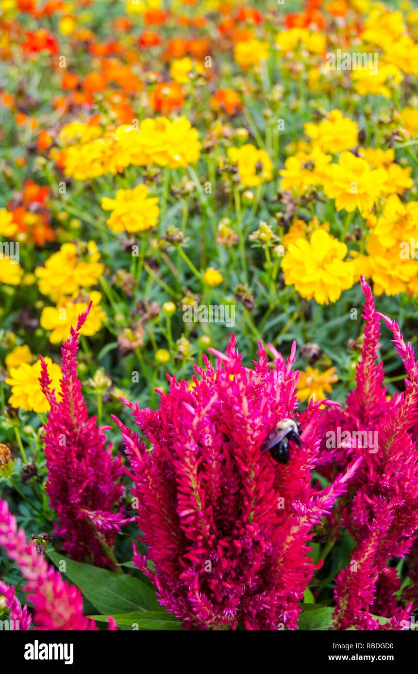 Calliopsis wildflower hi-res stock photography and images - Alamy