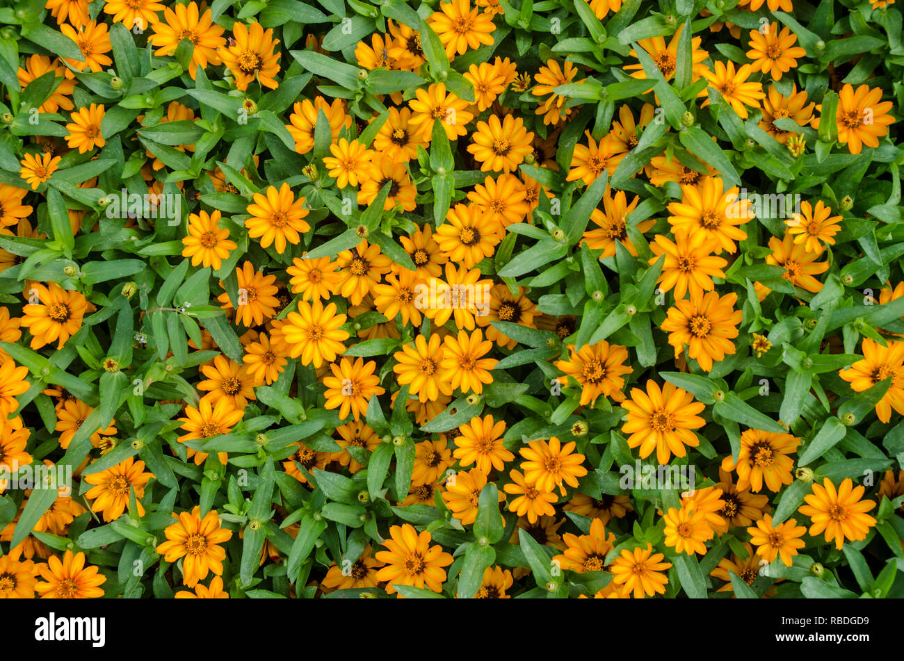 Orange Coreopsis as a Summer Background Stock Photo - Alamy