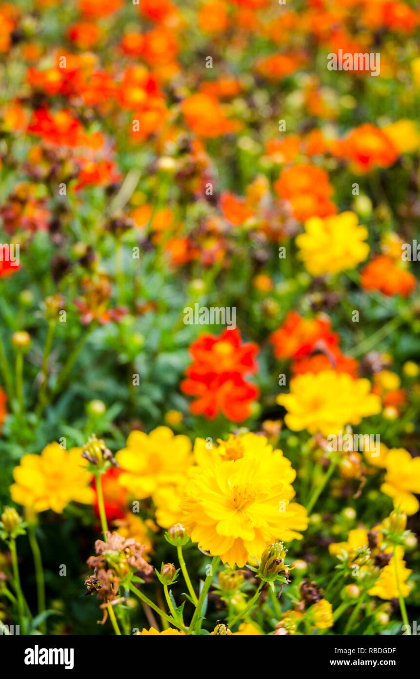 Calliopsis wildflower hi-res stock photography and images - Alamy