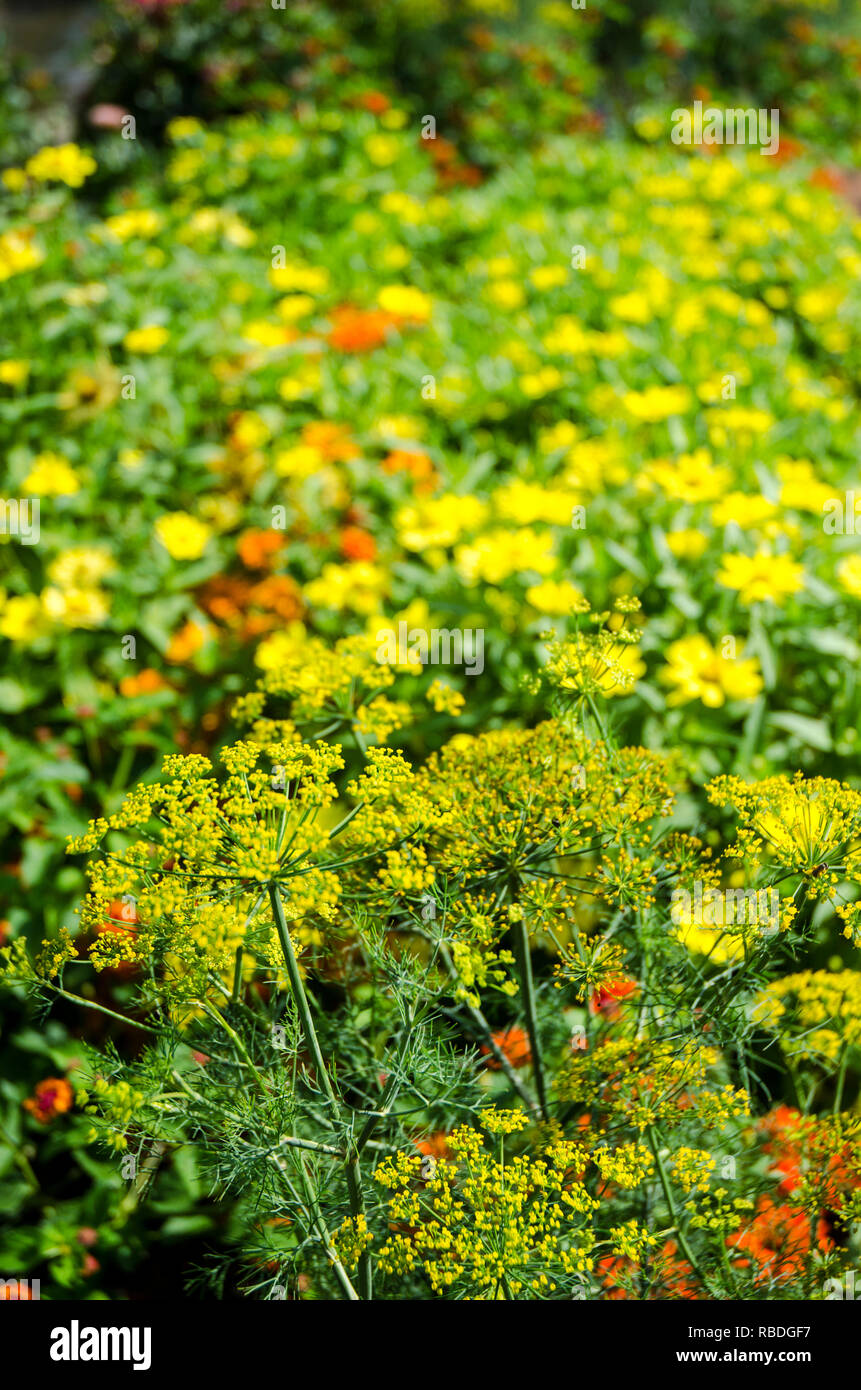 Plains calliopsis hi-res stock photography and images - Alamy