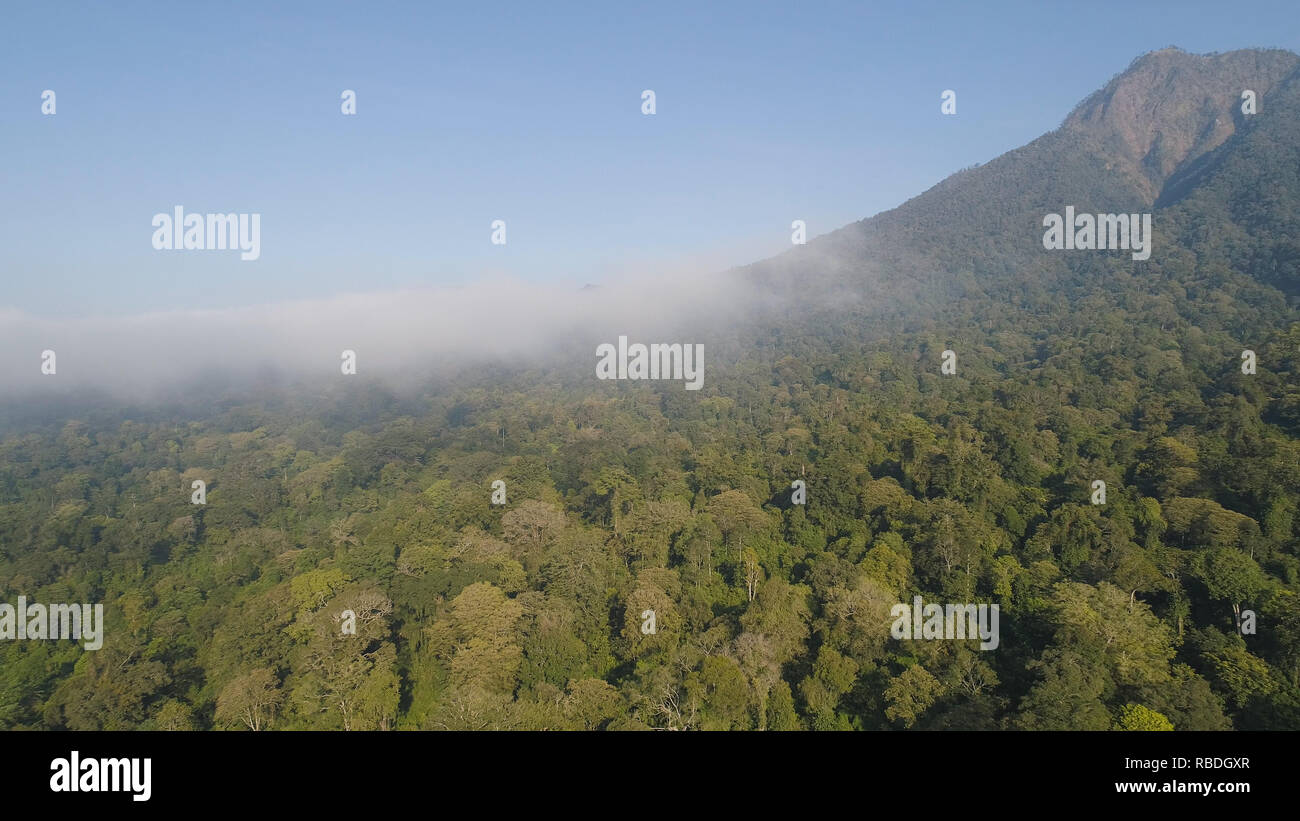 aerial view tropical forest covered clouds with lush vegetation and ...