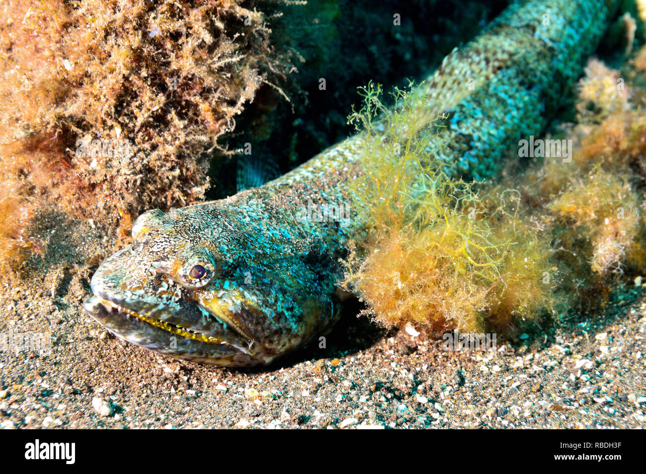 Atlantic Lizardfish in Tenerife - Canary Islands Stock Photo - Alamy