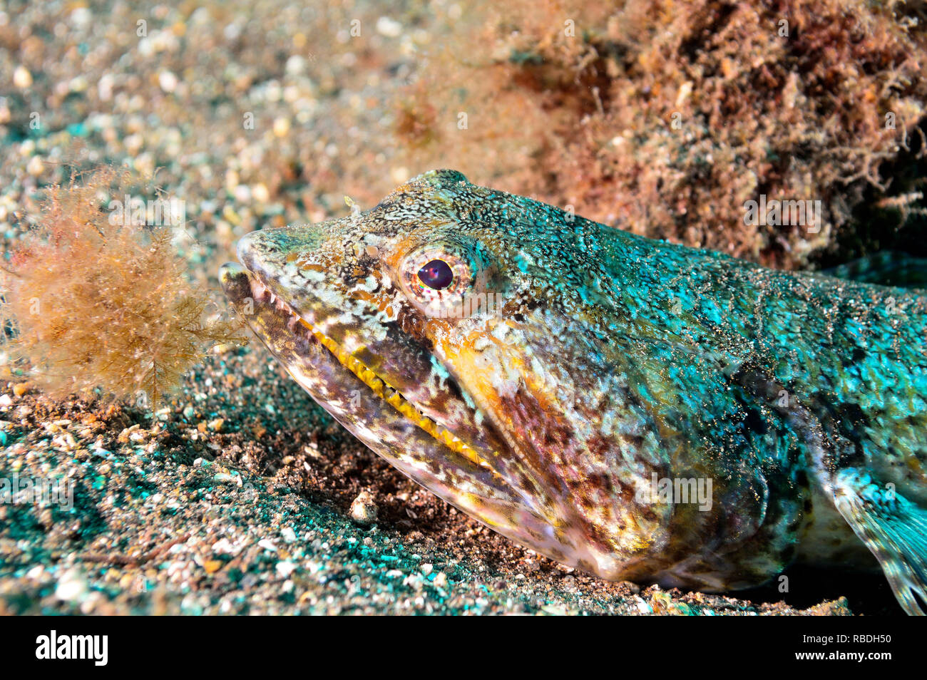 Atlantic Lizardfish in Tenerife - Canary Islands Stock Photo - Alamy