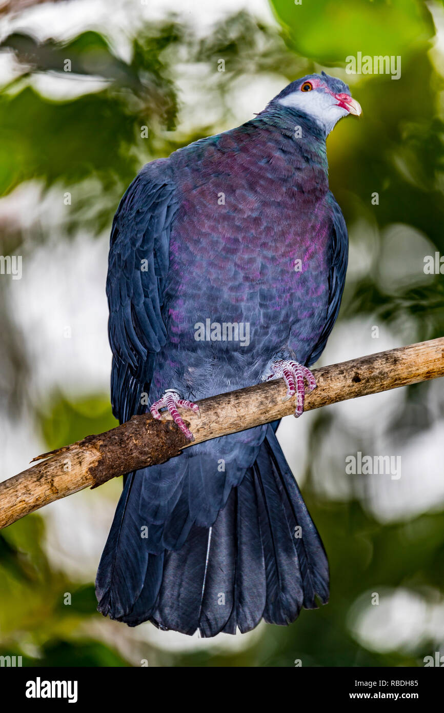 metallic pigeon bird Stock Photo - Alamy