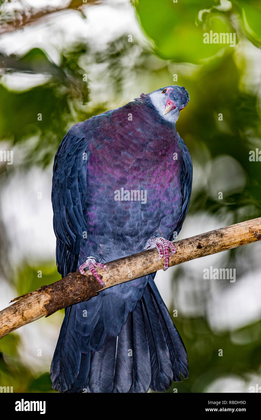 Metallic pigeon hi-res stock photography and images - Alamy